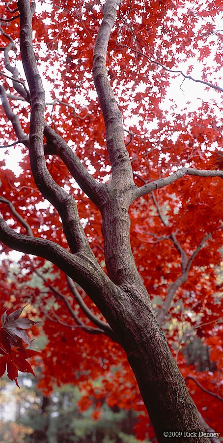 View Camera Focusing and the Scheimpflug Principle